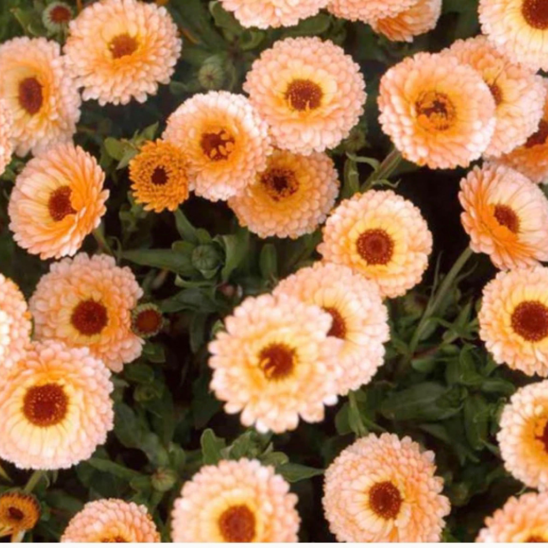 Pink Surprise Calendula | BabyMamaBotanicals