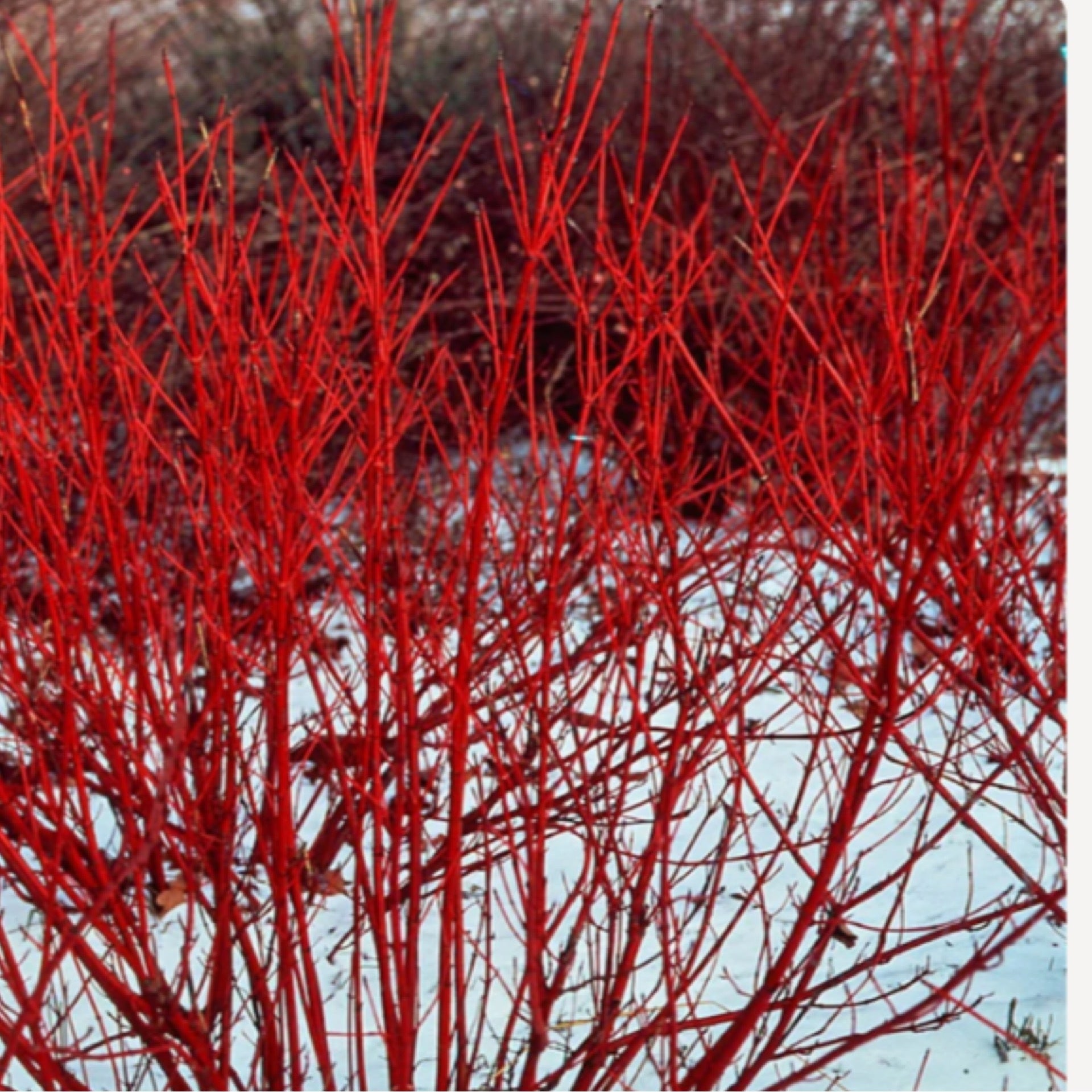 Red Osier Dogwood | BabyMamaBotanicals